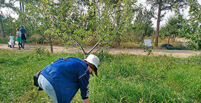 Linvilla秋季蘋果採摘活動 | 大紀元