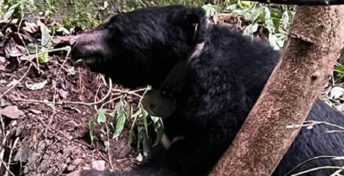 非危急情况射杀台湾黑熊 2猎人遭起诉 | 保育动物 | 南投 | 大纪元