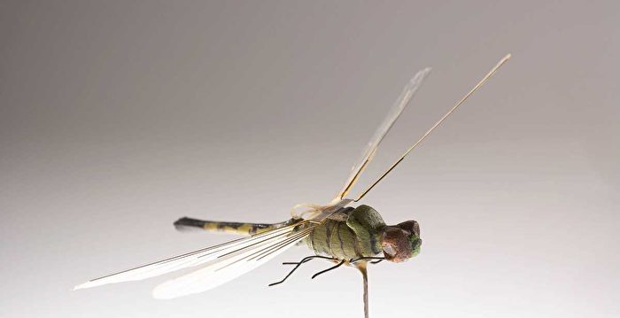 美CIA冷戰時期開發迷你無人機 外觀如蜻蜓 | 昆蟲飛行器 | 大紀元