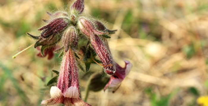 【鄧醫談養生】熟地黃的作用 | 九蒸 | 中藥材 | 大紀元
