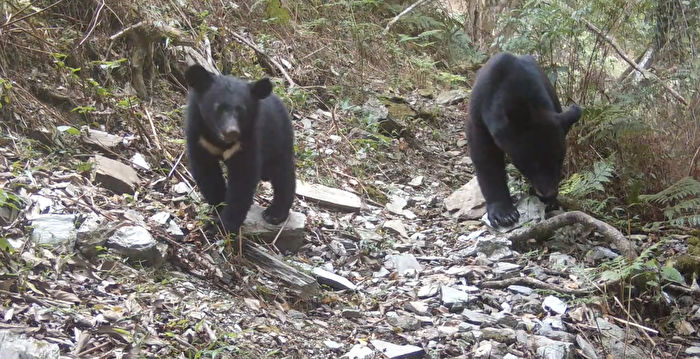 台湾最多“熊出没” 花莲卓溪3年拍到79次台湾黑熊 | 卓溪乡 | 大纪元